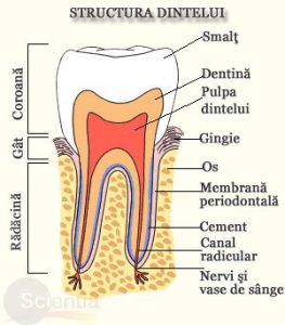 Tratamente de canal/nerv - Stomatologie GENERALA - medic stomatolog cu ...